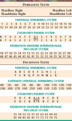 Supernumerary Teeth Chart