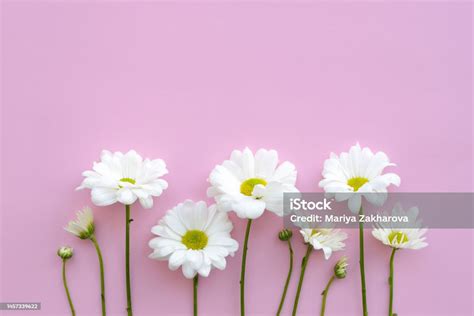 분홍색 배경에 카모마일 꽃 복사 공간 흰색 국화 카모마일 또는 데이지 꽃이 있는 꽃 배경 여성의 날 어머니의 날 생일 부활절 날 엽서 0명에 대한 스톡 사진 및 기타 이미지