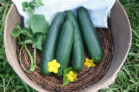 Cucumber F1 Python Asian And Tropical Vegetable Seeds