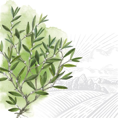 Бессмертник — лечебные свойства применение и противопоказания