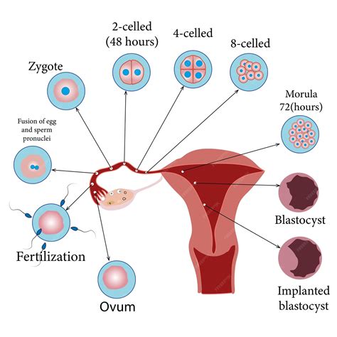 Premium Vector Development Of The Human Embryo From Ovulation To
