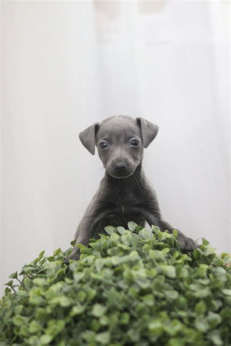 이탈리안그레이하운드분양 사랑스러운 애기 강아지 밍이 웰시코기분양 프렌치불독분양 보스턴테리어분양 이탈리안그레이하운드분양 베들링턴테리어분양 셔틀랜드쉽독분양 코카스파니엘분양