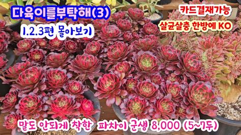 다육이를부탁해 4 123편 몰아보기 예쁜 군생 오로라금 썬라이즈금 Youtube
