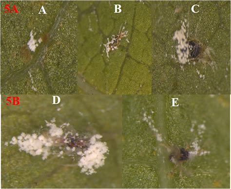 Frontiers Multilocus Sequence Analysis For Population Diversity Of