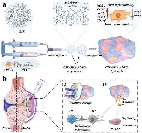 Ecm‐inspired Hydrogels With Adscs Encapsulation For Rheumatoid Arthritis Treatment Zhu 2023