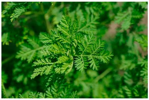 12 Beneficios De La Artemisa Annua Qué Es Y Para Qué Sirve El