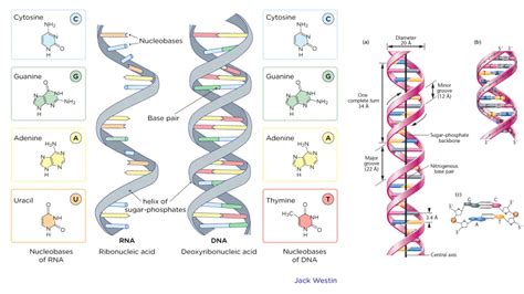 Various Model Of Replication Theta Rolling Circle And Linear Dna Replication Biology Notes