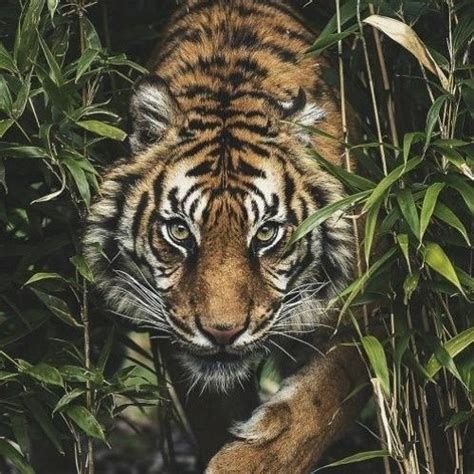 Stream Asit Music Listen To Songs Albums Playlists For Free On Soundcloud