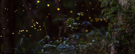 Tips To Attract Lightning Bugs Or Fireflies To Your Garden Wayside
