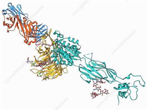 Integrin And Fibrinogen Complex Molecule Stock Image F0069649