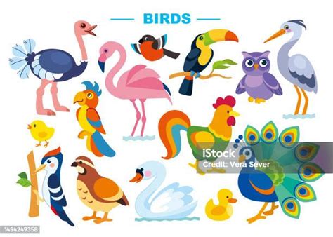 귀여운 새들의 벡터 삽화 세트입니다 플랫 스타일의 만화 캐릭터 타조 공작 큰 부리 새 백조 수탉 닭 오리 딱따구리 앵무새 플라밍고 메추라기 뇌조 왜가리 Bullfinch