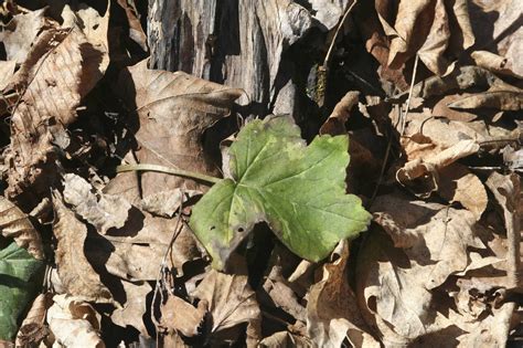 Online Virtual Flora Of Wisconsin Image Details