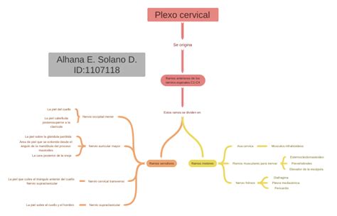 Plexo Cervical Alhana E Solano D Id1107118 Coggle Diagram