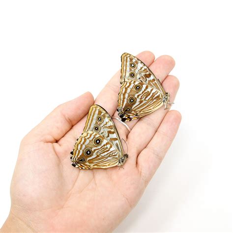 Two 2 Morpho Portis 65mm Wingspan Blue Morpho A1 Real Dry Preserved