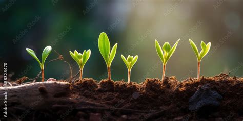Step By Step Process Of Plant Growth—a Green Journey From Seed To