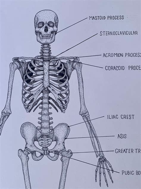 Anterior And Posterior Skeleton Labelled Human Anatomy Prints Clinically Accurate Drawings Hand