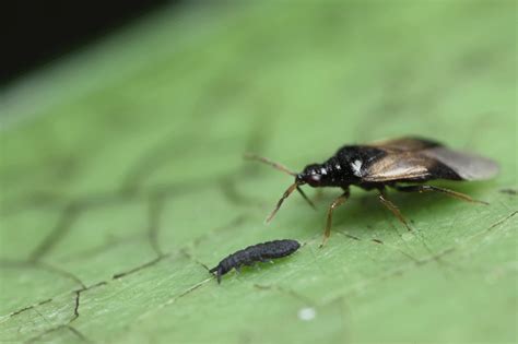 Small Plant Bug With Springtail Animation A Photo On Flickriver