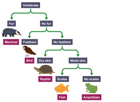 Types Of Classification Keys Dynamic Education
