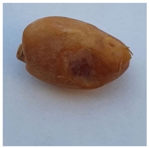 Applied Sciences Free Full Text Date Fruit Classification Based On Surface Quality Using