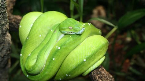 Python Theme For Windows 10 And 11