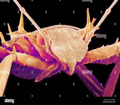 Spiny Bug Coloured Scanning Electron Micrograph Sem Of A Bug From