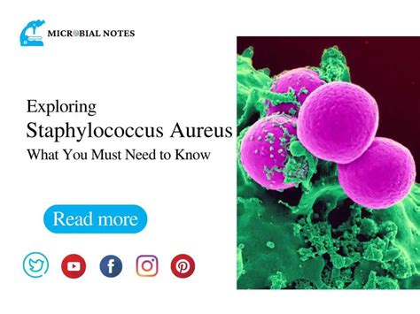 Microbial Notes On Linkedin Exploring Staphylococcus Aureus What You