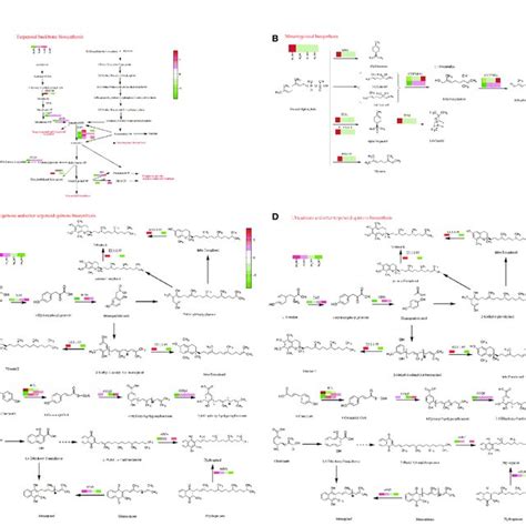 DEGs Involved In Terpenoid Biosynthesis Pathways A The DEGs Enriched