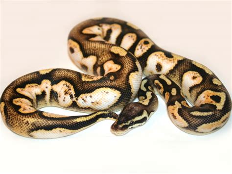 Adult Pastel Calico Ball Python