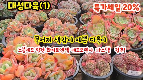 대성다육 멋진 군생 할인 받아 착하게 레드오렌지 림건 화이트엔젤 노블레드 헤라 파스텔 YouTube