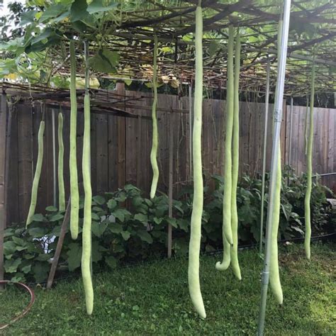 Seminte De Dovlecel La Metru Tigva 1 5 Grame Hectarul Ro