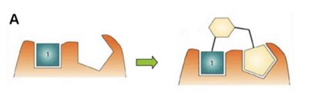 Ch2 Cont Flashcards Quizlet