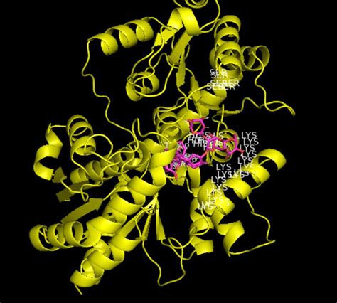 Udp 葡萄糖基转移酶突变体及其应用的制作方法