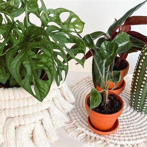 Macrame Basket Tutorial At Macrame Makers Club
