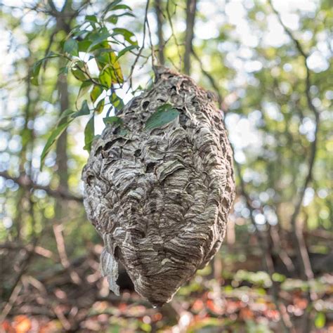 Nature Blog Karen Klugman