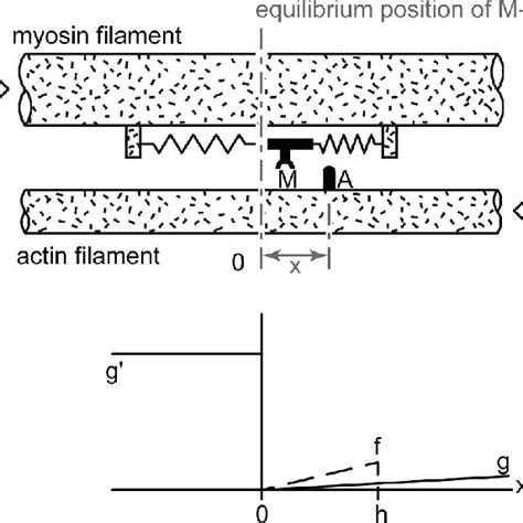 Schematic Representation Of The Cross Bridge Model As Perceived By