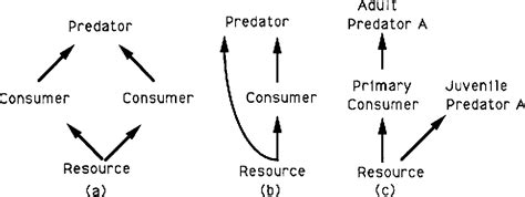 Figure I From Intraguild Predation The Dynamics Of Complex Trophic Interactions Semantic Scholar