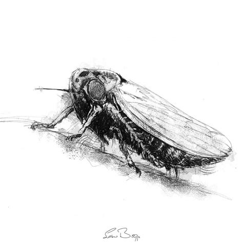 Leafhopper Sketch Seanbriggs Fine Art Drawing Drawing