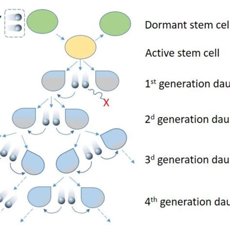 Cell Division Cascade Representation Used In The Modeling Process