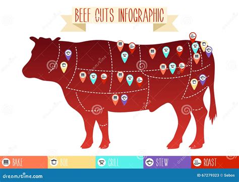 Beef Cuts Infographic Cartoon Vector CartoonDealer Com
