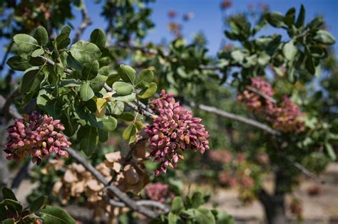 Pistachio Plant Climate