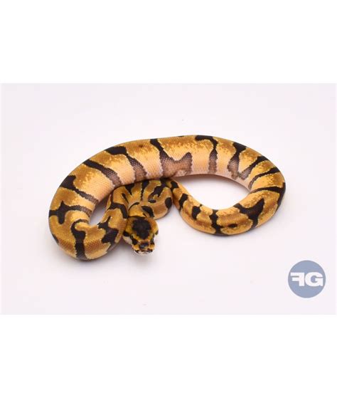 Achat Python Royalpython Regius En Ligne Fg Reptiles