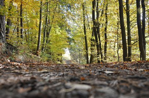 10 000 Free Forrest Bokeh And Forrest Images Pixabay