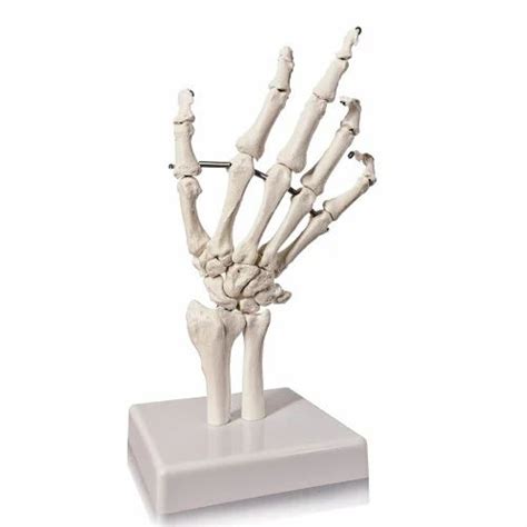 natural wrist joint model at rs 1900 in coimbatore id 27592490130