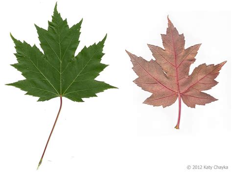 Acer X Freemanii Freeman Maple Minnesota Wildflowers