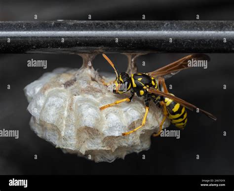 Queen Yellow Jacket Nest Taking The Sting Out Of Yellowjackets Over