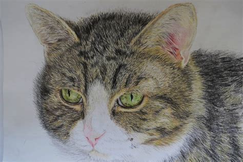 Cat By Niktwazny On Deviantart