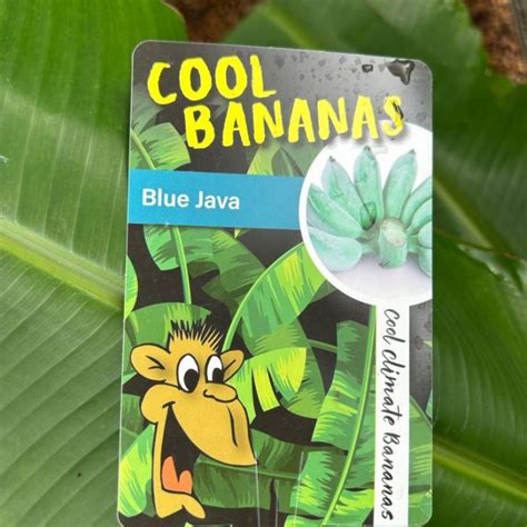 Banana Blue Java