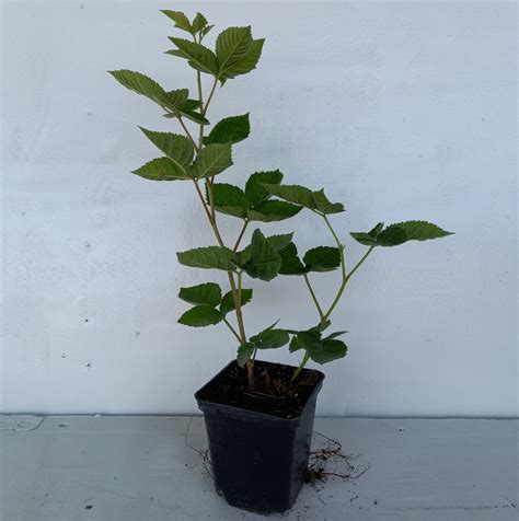 Асортимент рослин Розсадник Фруктовий Сад АТ