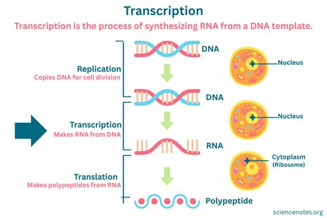 Transcription In Biology Steps Functions Regulation
