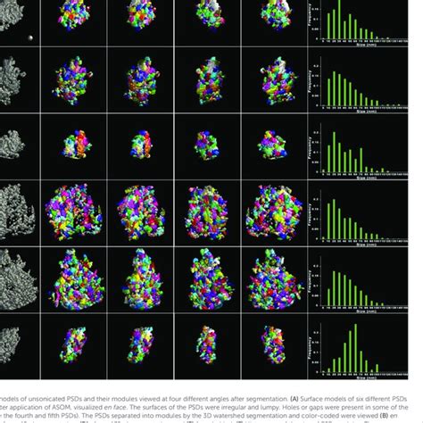 Cryo Em Tomography And Subsequent Segmentation Of Two Sonicated Psds Download Scientific